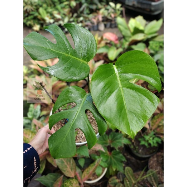 Jual Monstera deliciosa / Monstera King | Shopee Indonesia
