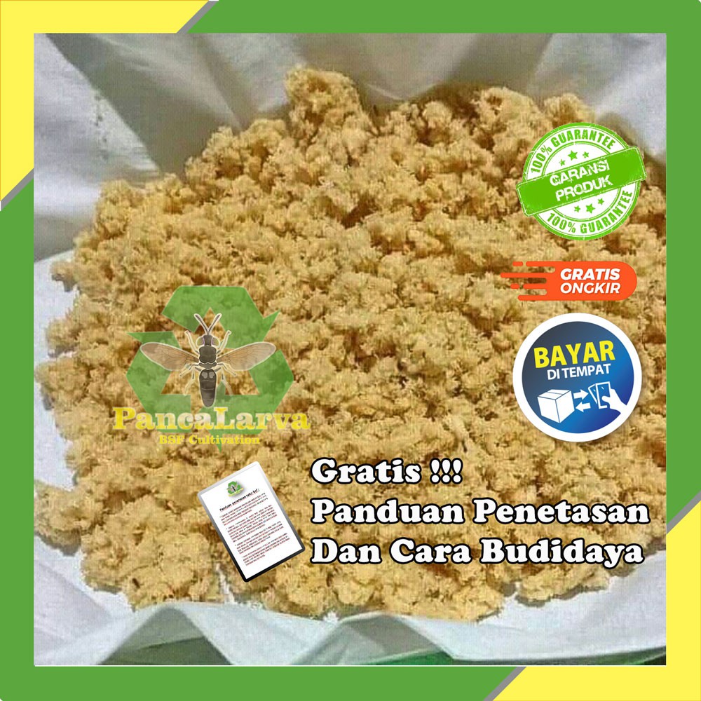 Jual Telur maggot bsf telur magot telur bsf termurah 10 gram | Shopee ...