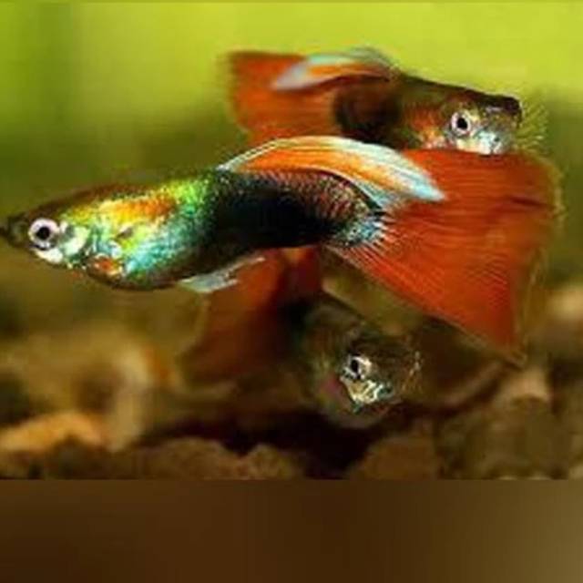 Jual IKAN HIAS GUPPY PRTB NEON RED TAIL FISH | Shopee Indonesia