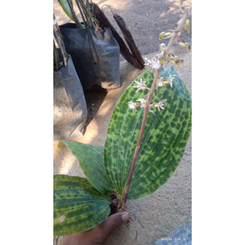 Jual anggrek unik Collabium simplex | Shopee Indonesia