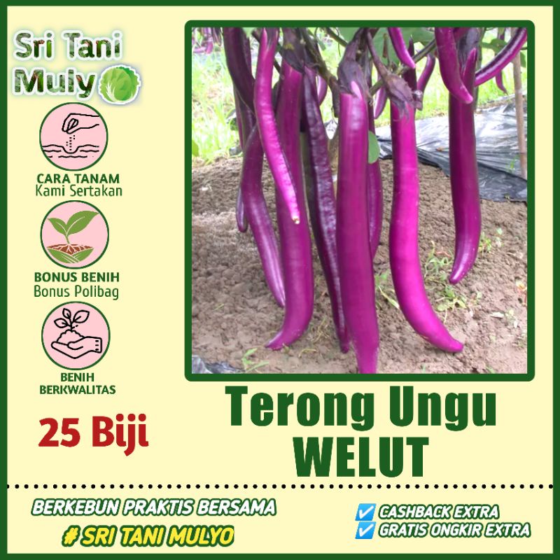 Jual 25 Biji - Benih Terong Ungu WELUT - Terong Ungu Panjang - Mudah ...