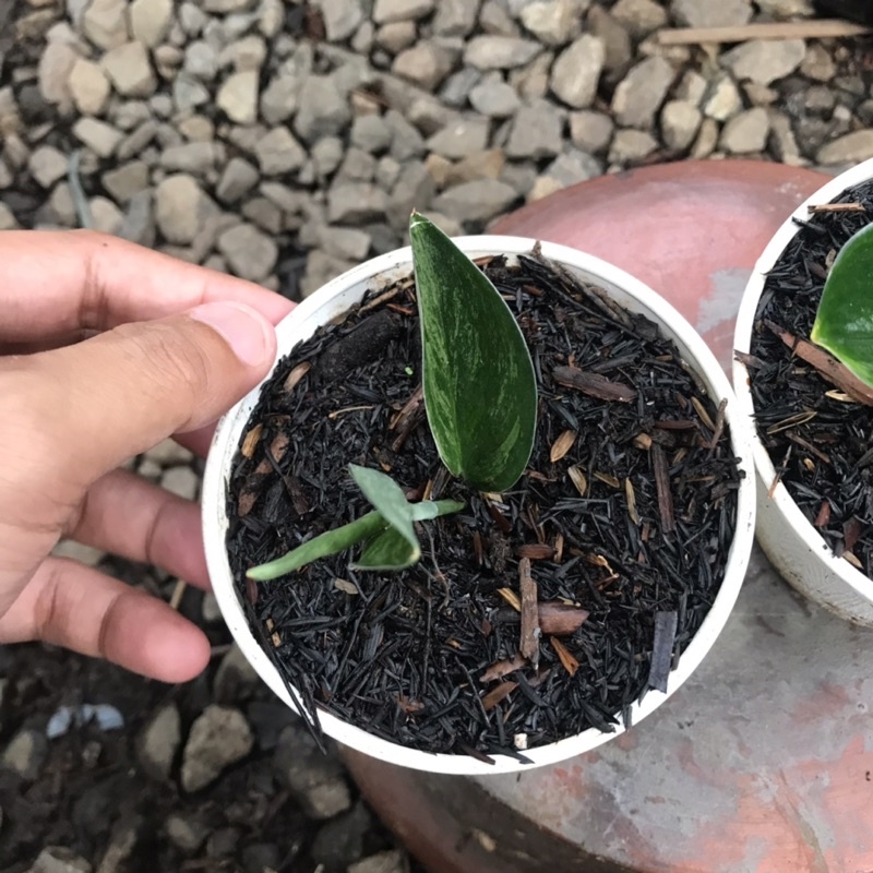 Jual Scindapsus treubii dark form Variegata (Real pict) | Shopee Indonesia