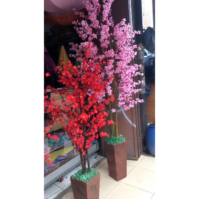 Jual pohon imlek meihua sincia angpao sakura xincia tanaman bunga mehwa ...