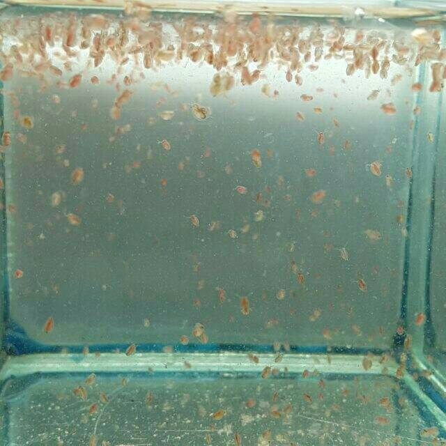 Jual Daphnia magna kutu air raksasa pakan ikan cupang + pelet | Shopee ...