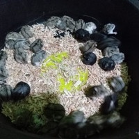 Jual HAMSTER LUCU - CAMBEL- SIRIAN- WINTER- ROBO | Shopee Indonesia