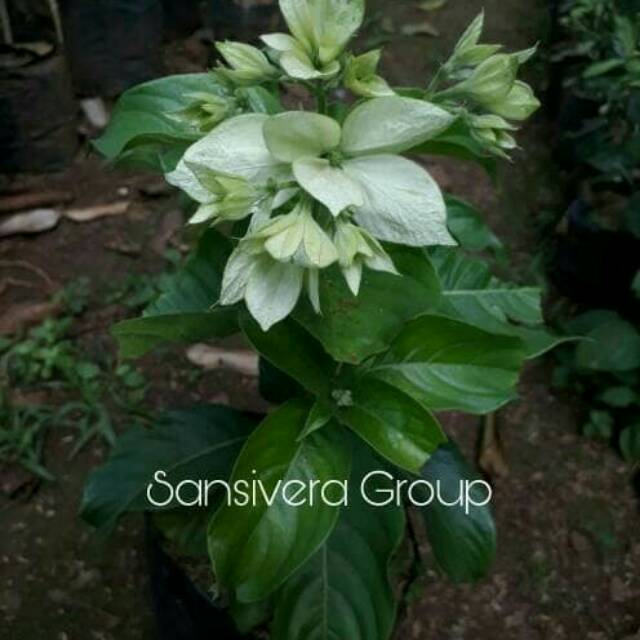 Jual Tanaman Bunga Nusa Indah Putih / White Mussaenda | Shopee Indonesia