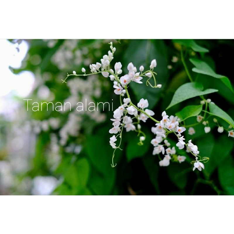 Jual air mata pengantin bunga putih - tanaman bunga air mata pengantin ...