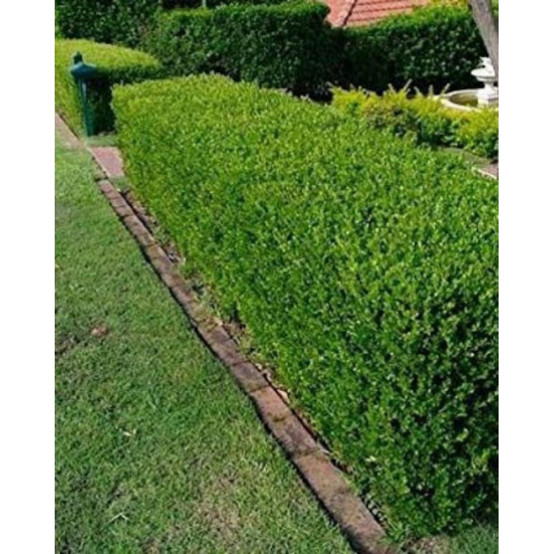 Jual pagar murah bibit tetean stek pagar hidup satu ikat 10pcs | Shopee ...