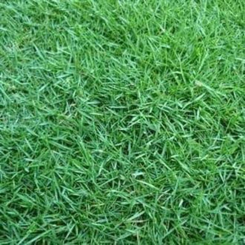 Jual rumput jepang atau rumput peking asli satu meter persegi | Shopee ...