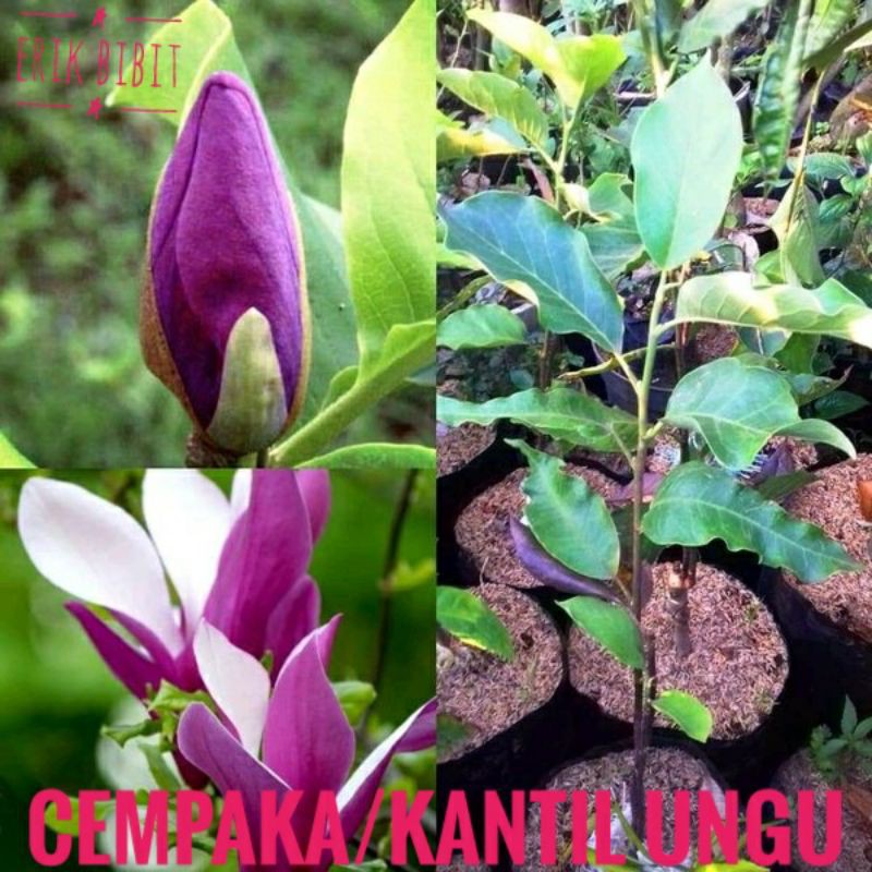 Jual bibit bunga cempaka/kantil ungu okulasi (WISATA FLORA) | Shopee ...