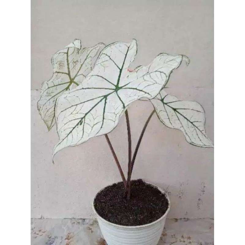 Jual Benih tanaman keladi tissu | Shopee Indonesia