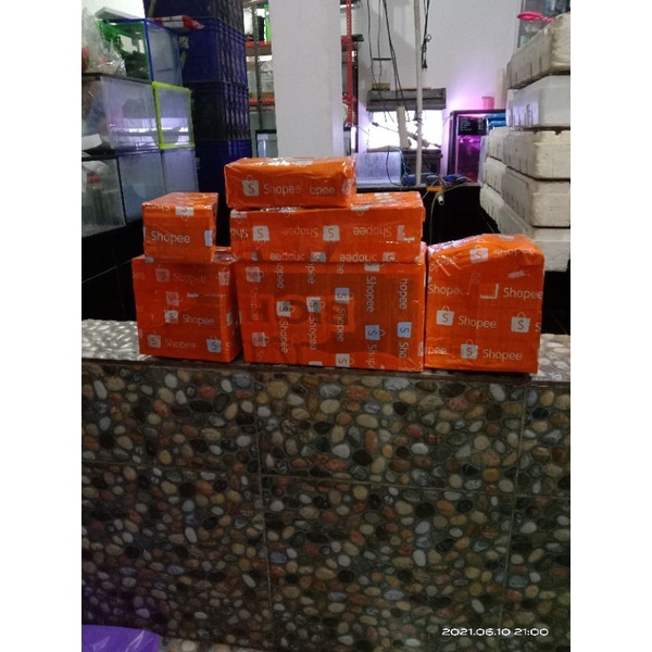 Jual Packing Rapi Kardus, Solasi, dan oksigen Plastik | Shopee Indonesia