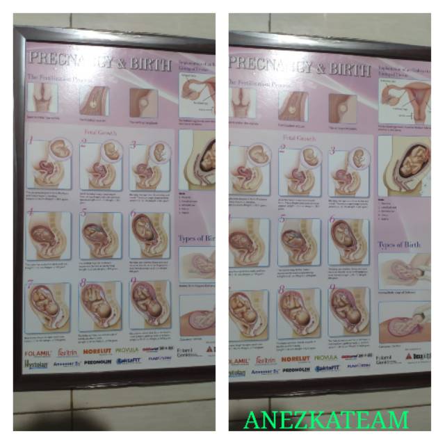 Jual CHART IBU MENGANDUNG / POSTER IBU MENGANDUNG | Shopee Indonesia