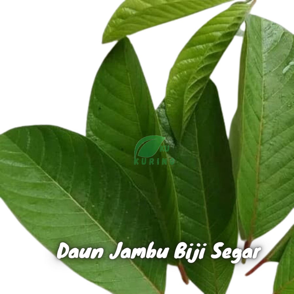 Jual Daun jambu segar Pucuk (jambu biji) | Shopee Indonesia