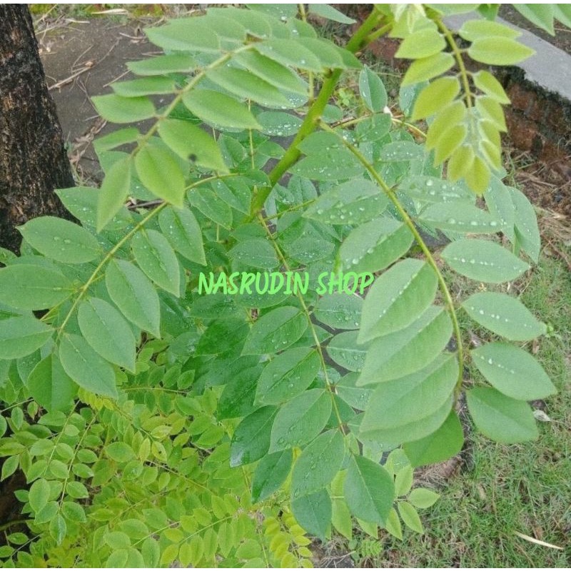 Jual BIBIT GAMAL 1KG BIBIT STEK BATANG POHON GAMAL | Shopee Indonesia
