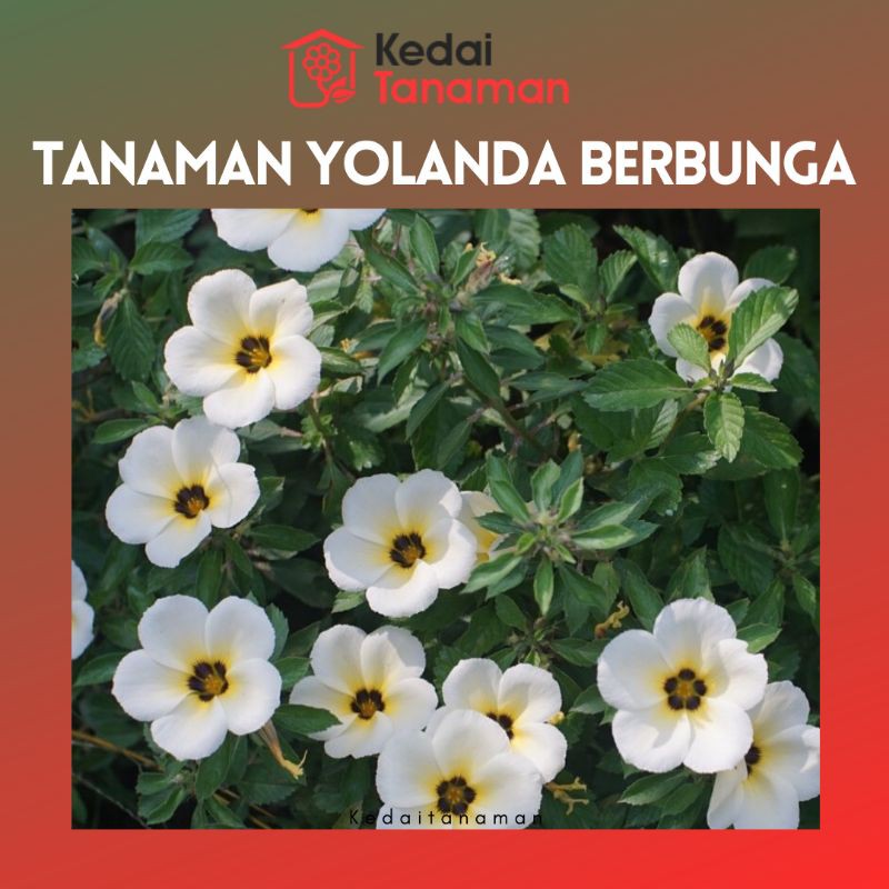Jual Tanaman Hias Bunga Yolanda Berbunga - Bunga Hias Pukul 9 (Warna ...