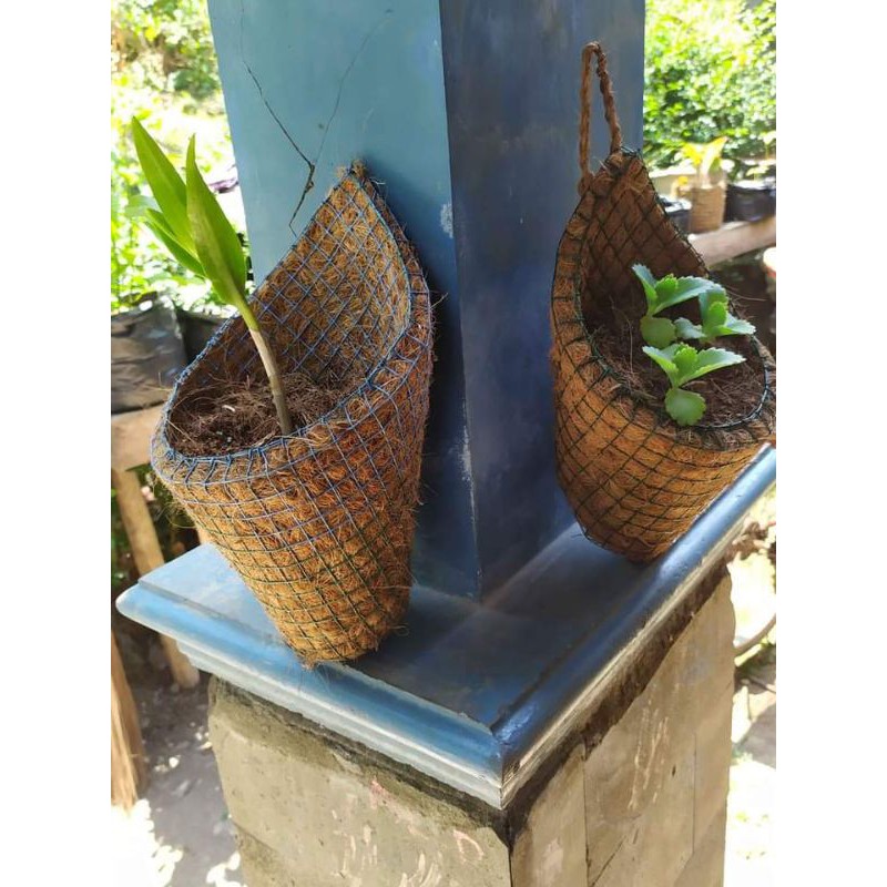 Jual POT DINDING SABUT KELAPA POT ANGGREK | Shopee Indonesia