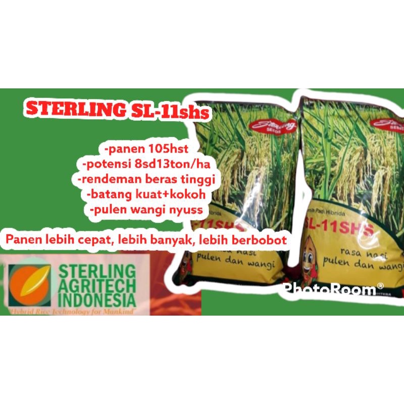 Jual Benih padi hibrida 1kg SL11 sterling pulen wangi | Shopee Indonesia