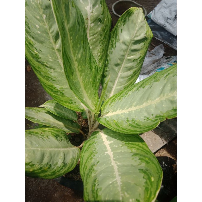 Jual Aglonema chinese evergreen murah (Khusus P.Jawa dan bali) | Shopee ...