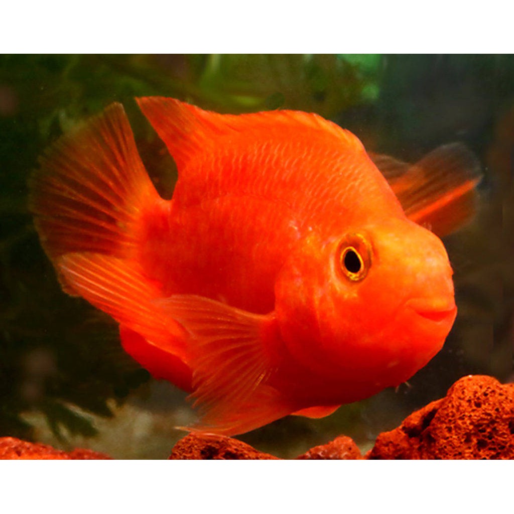 Jual Ikan Parrot Red Blood - Ikan Hias Red Blood Parrot Cichlid ...