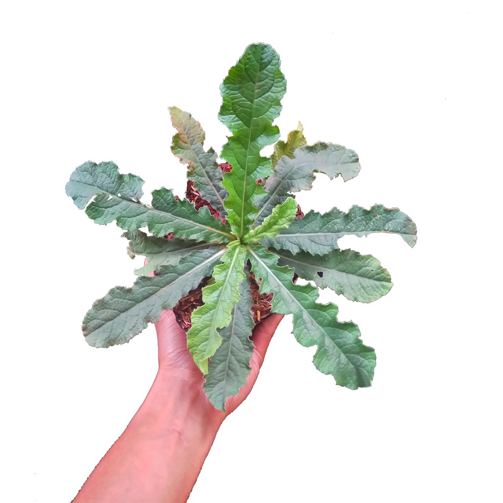 Jual Tapak Liman / Elephantopus Scaber L | Shopee Indonesia