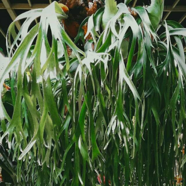 Jual tanaman simbar tanduk rusa | Shopee Indonesia