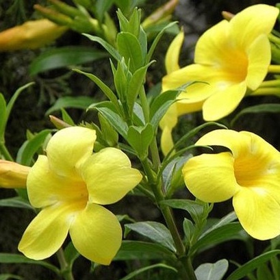 Jual Tanaman hias bibit bunga alamanda kuning | Pohon bunga alamanda ...