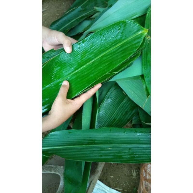 Jual Daun Bambu Bungkus Bacang Bakcang | Shopee Indonesia