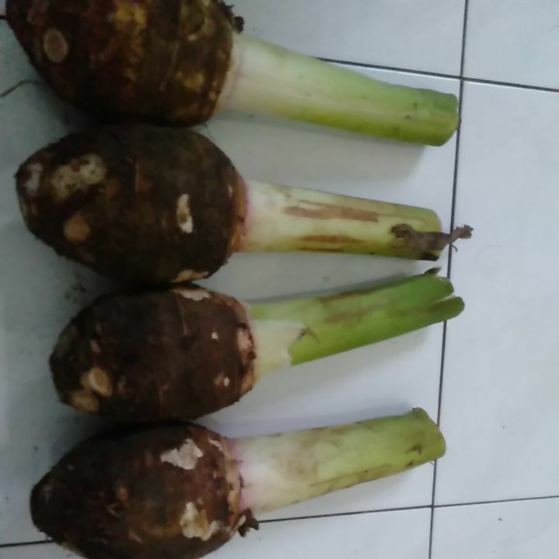 Jual Bentul Bentoel umbi segar minim order 4 @ 1 kilogram | Shopee ...