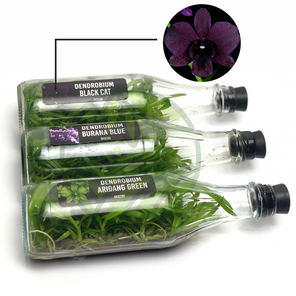 Jual Anggrek Botolan Dendrobium Bulat Bunga Rimbun | Shopee Indonesia