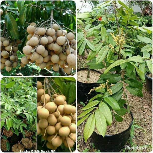 Jual Kelengkeng Matalada Tanaman (Okulasi) | Shopee Indonesia