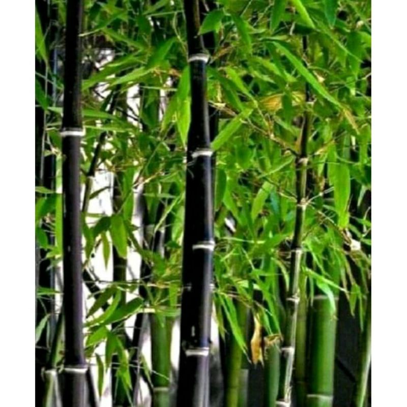 Jual Bibit Bambu Hitam bonggol bawah siap tanam pasti tumbuh bambu ...