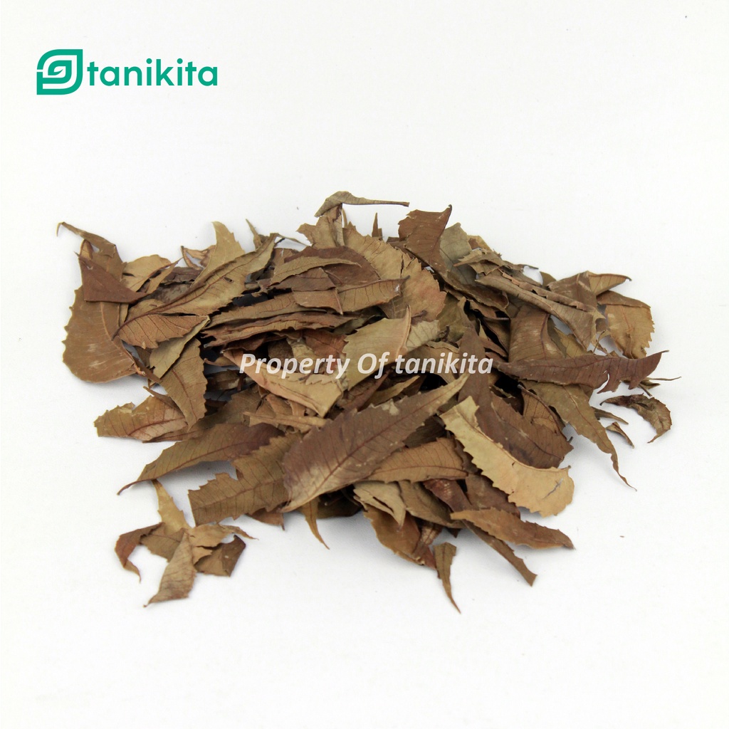 Jual Daun Mimba Kering 500gr / Daun Imba / Daun Imbo / Mimbo | Shopee ...