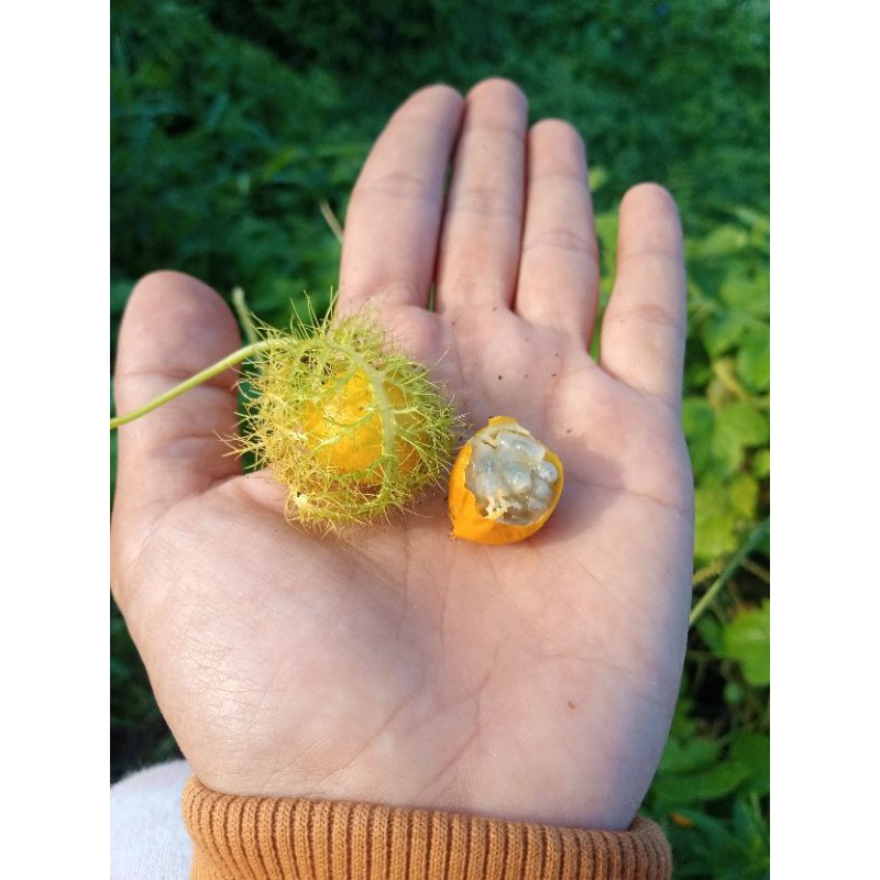 Jual benih biji rambusa atau markisa mini | Shopee Indonesia