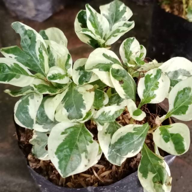 Jual Krokot Variegata | Shopee Indonesia