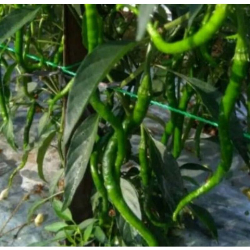 Jual Pohon Cabai Kriting Sudah Berbuah Bibit Tanaman Pohon Buah Cabai ...