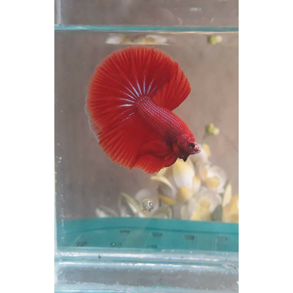 Jual ikan cupang hias halfmoon super red KUALITAS kontes REAL FOTO ...