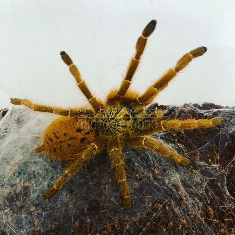 Jual Hewan Mainan Lucu - Action Figure - Prank Toy - Reptil / Reptile ...