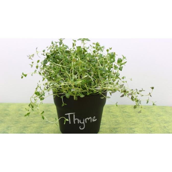 Jual Tanaman Obat Herbal Thime (Thymus vulgaris) timi Taman pohon hidup ...