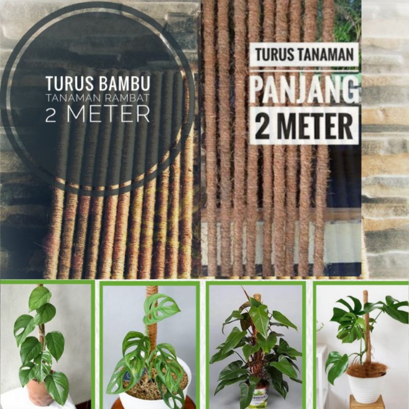 Jual Turus Penyangga Bambu 2 Meter/ Turus Tanaman Rambat 2 Meter ...