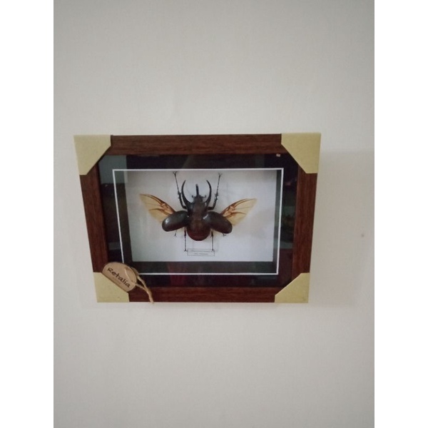 Jual Pajangan Dinding / Frame Kumbang Jumbo (Besar) | Shopee Indonesia