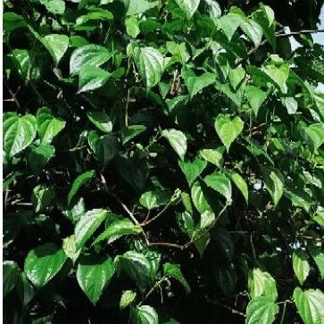 Jual Daun sirih (min 50 lbr) | Shopee Indonesia