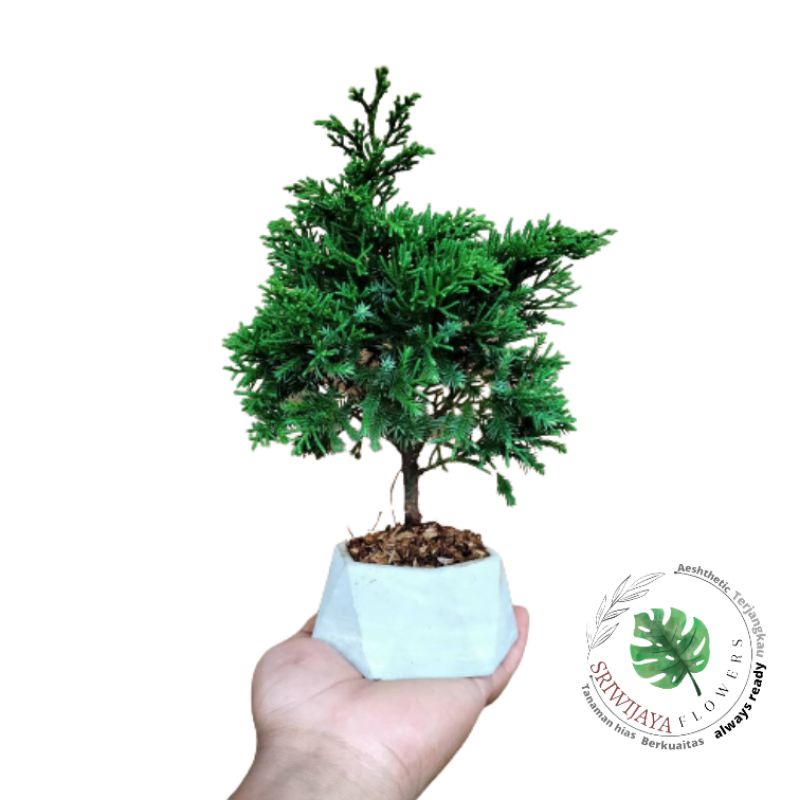 Jual Bonsai cemara pua pua gratis pot beton approximatelly | Shopee ...