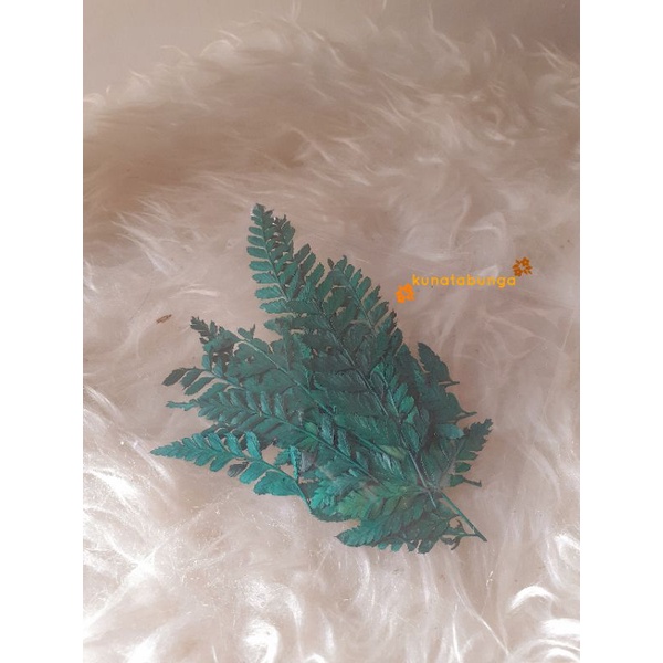 Jual DAUN PAKIS KERING | HIASAN MAHAR DAN BUKET | Shopee Indonesia