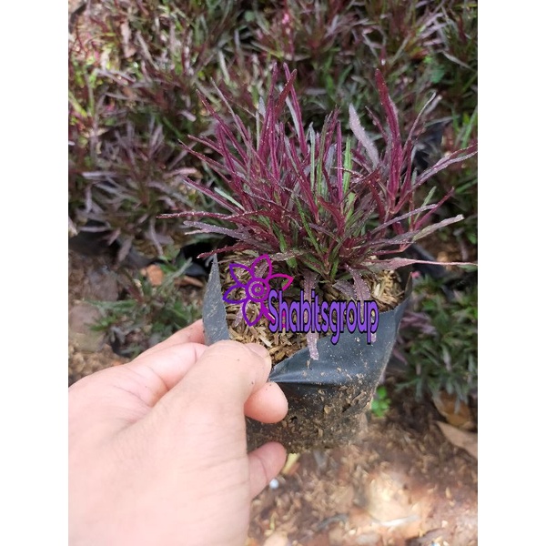 Jual Tanaman hias Hemigraphis repanda purple -Strobilanthes sinuata ...