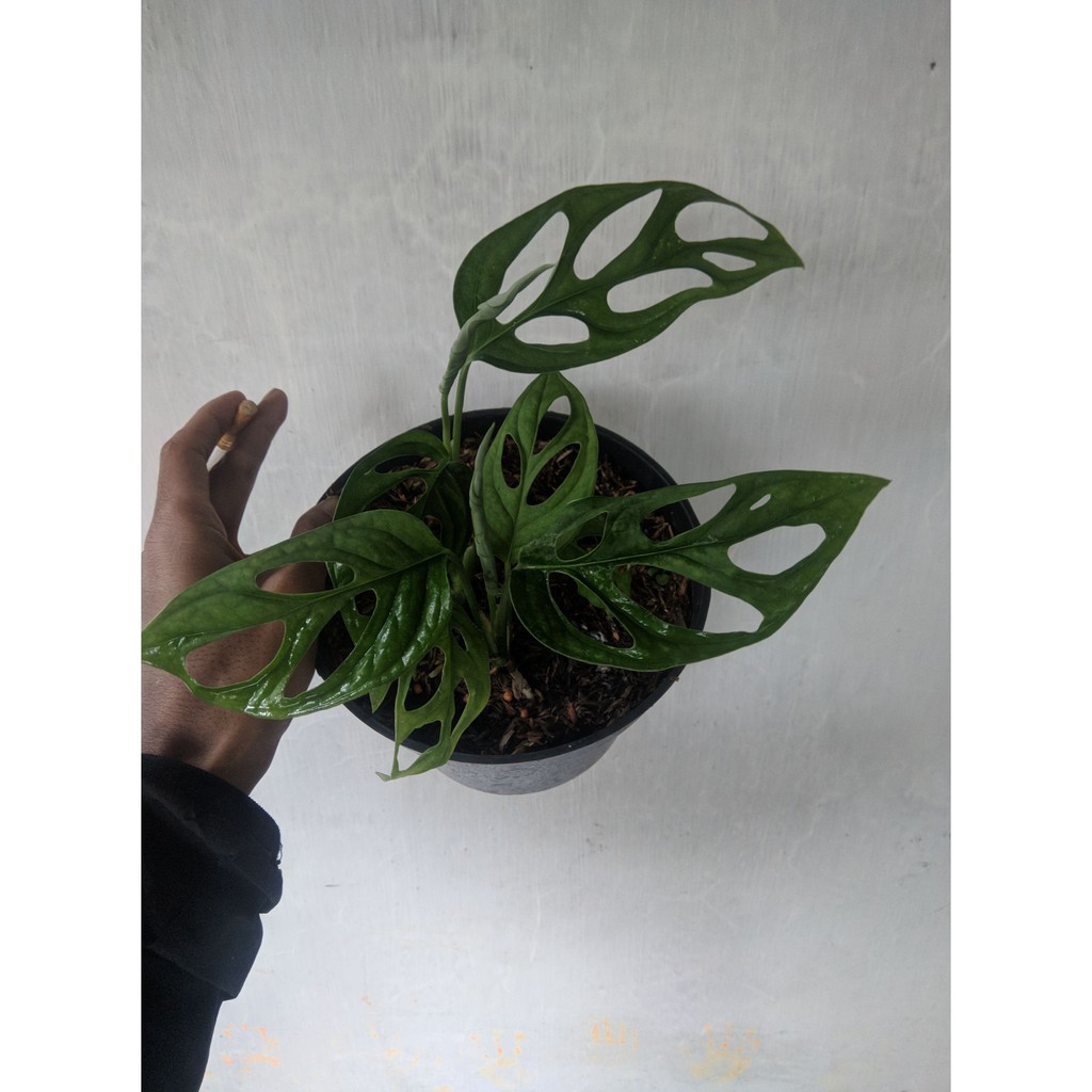 Jual Monstera adansoni | Shopee Indonesia