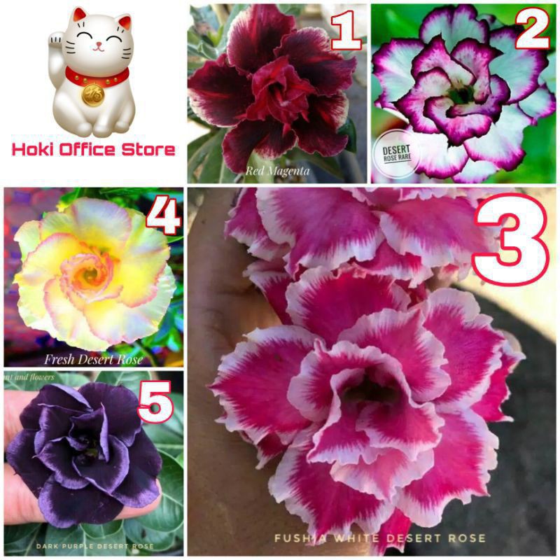 Jual 5 PAKET ADENIUM KAMBOJA JEPANG BUNGA TUMPUK | Shopee Indonesia