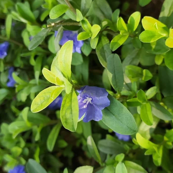 Jual tanaman hias hidup tanaman bunga blue eyes blue aye | Shopee Indonesia