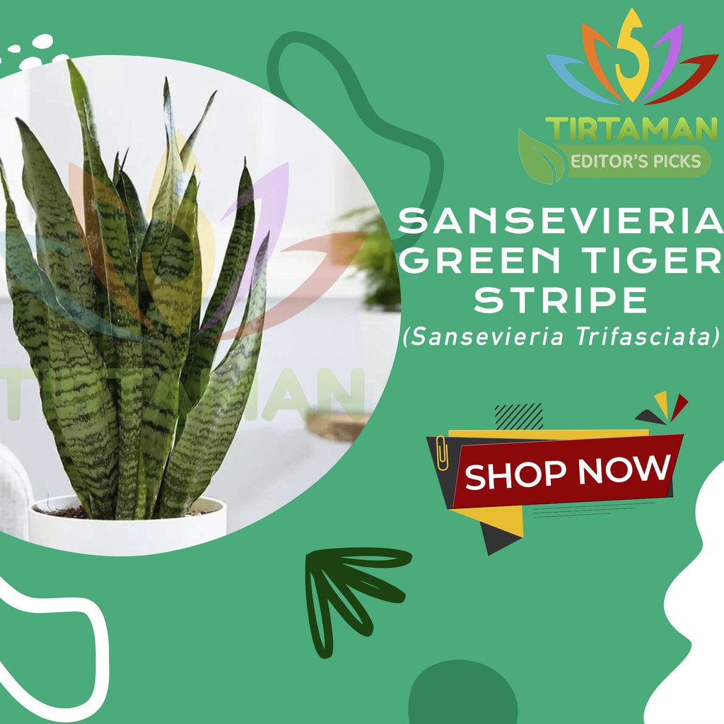 Jual Sansevieria Trifasciata Green Tiger / Sansivera Lidah Mertua ...