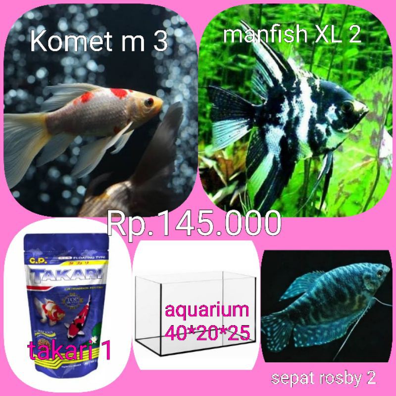 Jual paket ikan hias plus aquarium (komet slayer 3, manfish jumbo 2 ...
